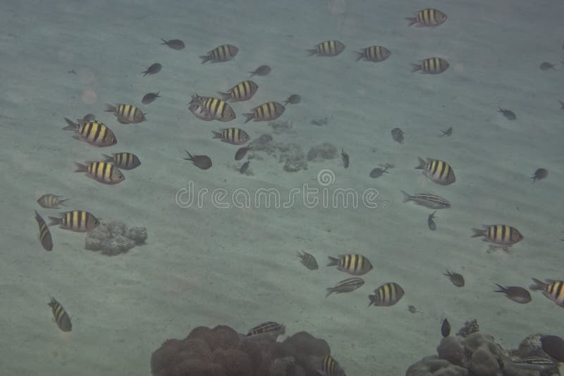 Pilot fish while diving stock image. Image of gold, stripes - 35663939
