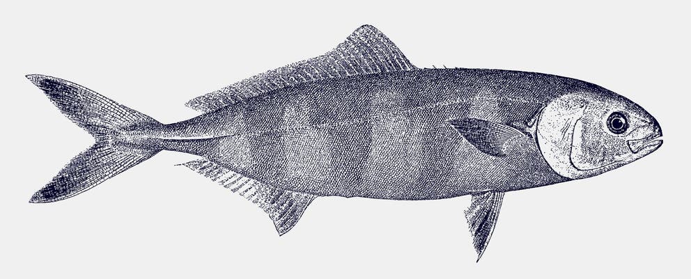 Pilot fish in side view stock vector. Illustration of ductor - 172521654