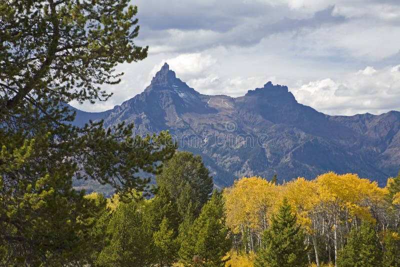 Pilot Index Peak Flower Sunflower Wildflower Beartooth Mountains Stock ...