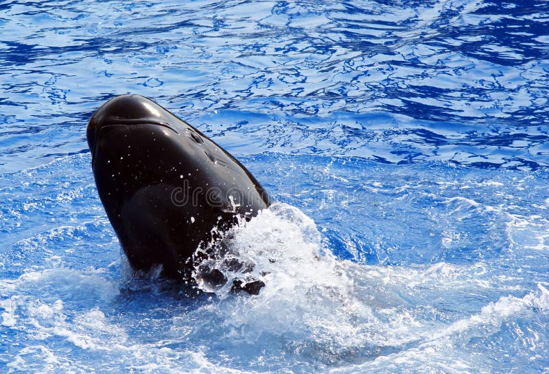Pilot Whale Performing Tricks (Globicephala Melas) Stock Image - Image ...