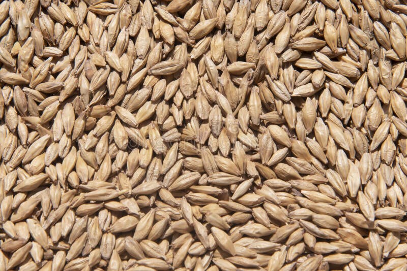 Pilsen Malt Grain Forming Texture Background Stock Photos - Free ...