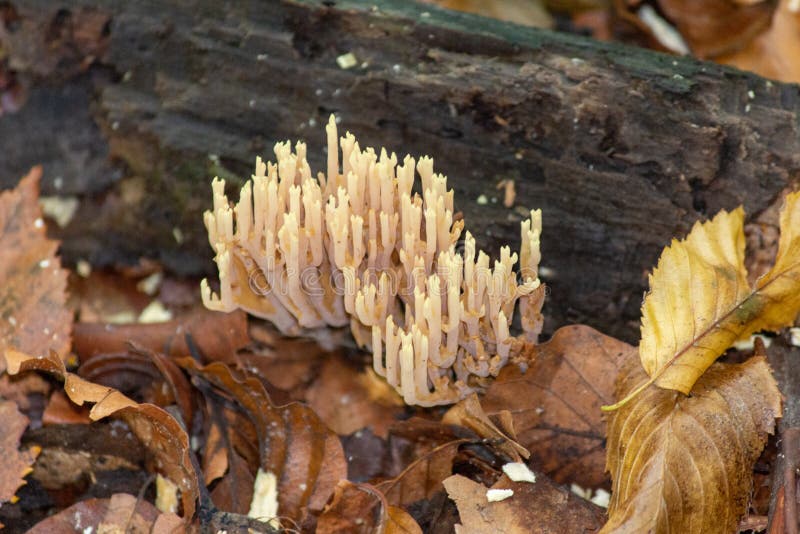 Pilz stock image. Image of forrest, pilz, herbst, nature - 161897257
