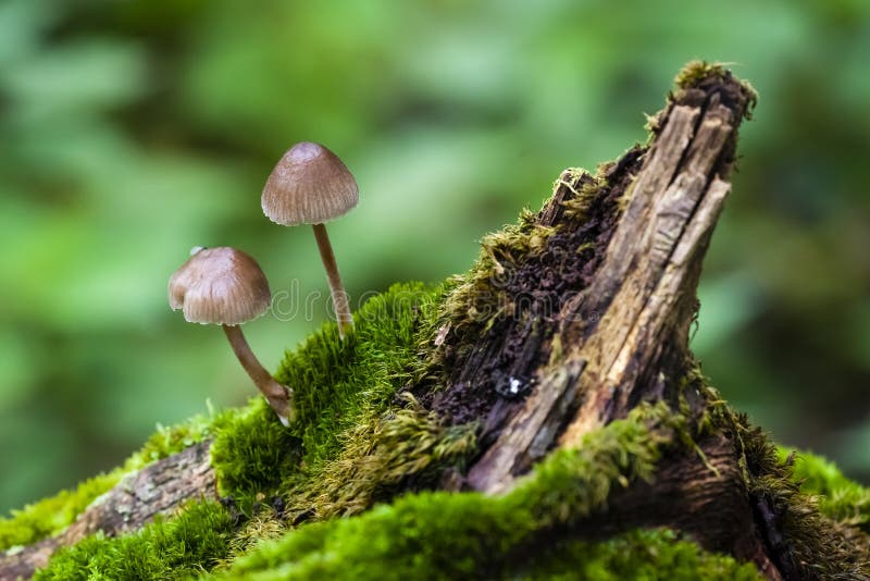 Pilz Auf Moos in Einem Forrest Stockbild - Bild von moos, grün: 132543349