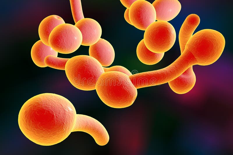 Pilz-Candida Albicans, Die Drossel Verursachen Stock Abbildung ...