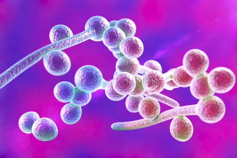 Pilze Candida Albicans, Die Soor Verursachen Stock Abbildung ...