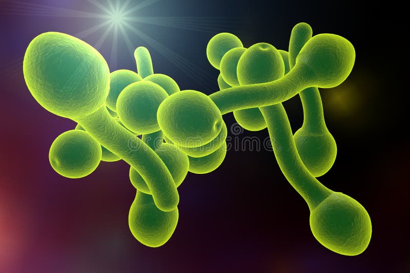 Pilze Candida Albicans, Die Soor Verursachen Stock Abbildung ...