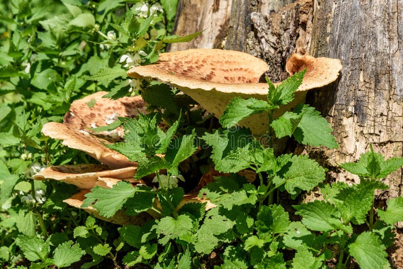 Pilz chaga Baumstammnessel stockbild. Bild von holz, pflanzen - 79138095