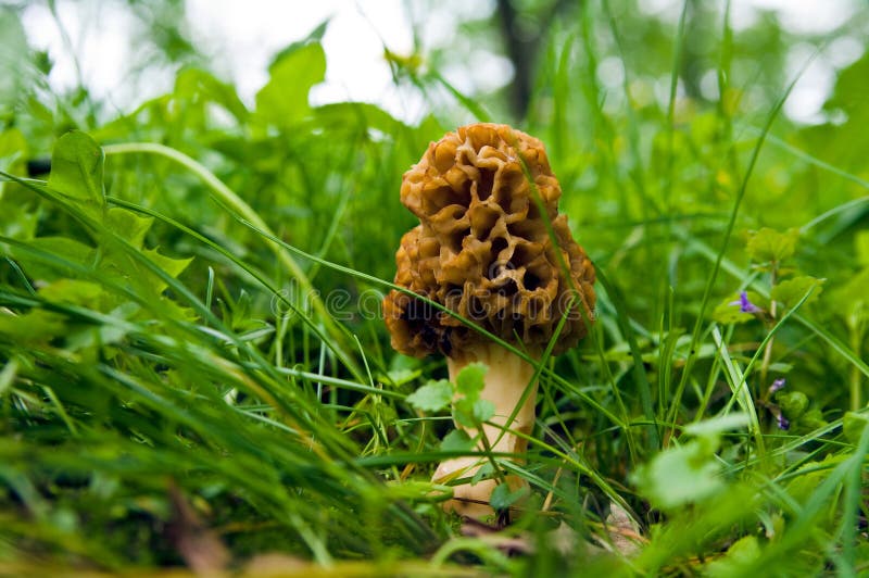 Pilz Der Allgemeinen Morchel (Morchella Essbar) Stockfoto - Bild von ...