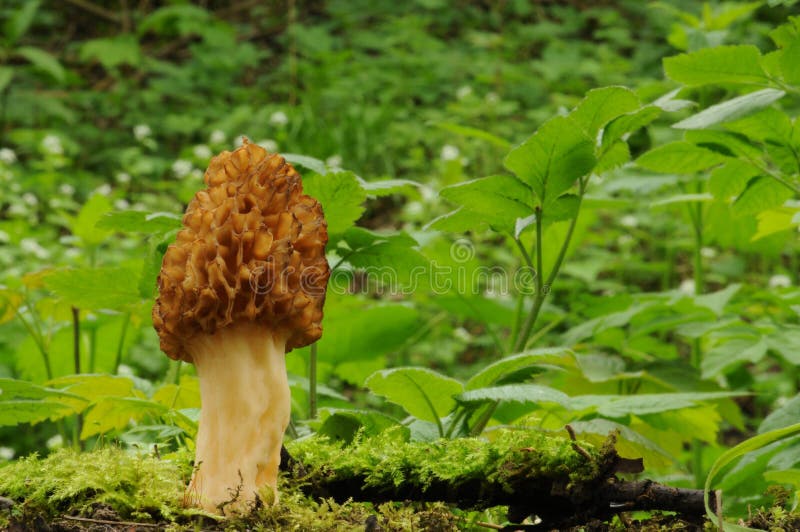 Pilz Der Allgemeinen Morchel (Morchella Essbar) Stockfoto - Bild von ...