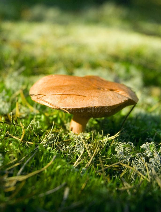 Kleiner Pilz im Gras stockfoto. Bild von makro, pilz - 21606798