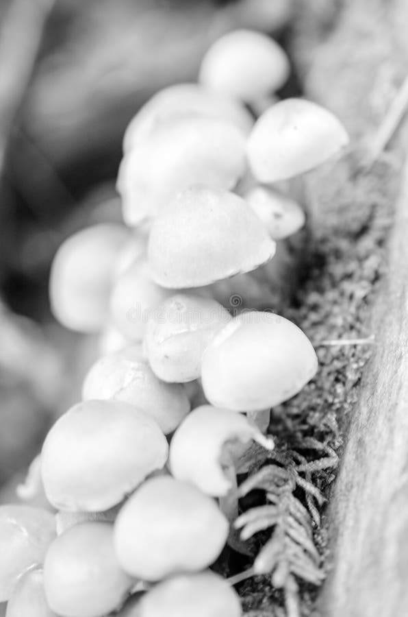 Pilze Auf Baumstumpf Im Schwarzweiss-Makro Stockbild - Bild von ...