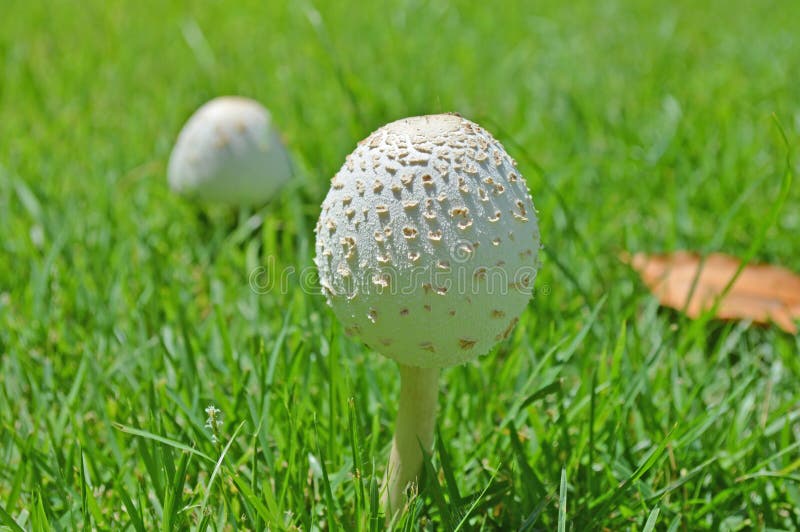 Pilze im Rasen stockfoto. Bild von zentral, frech, pilze - 44351124