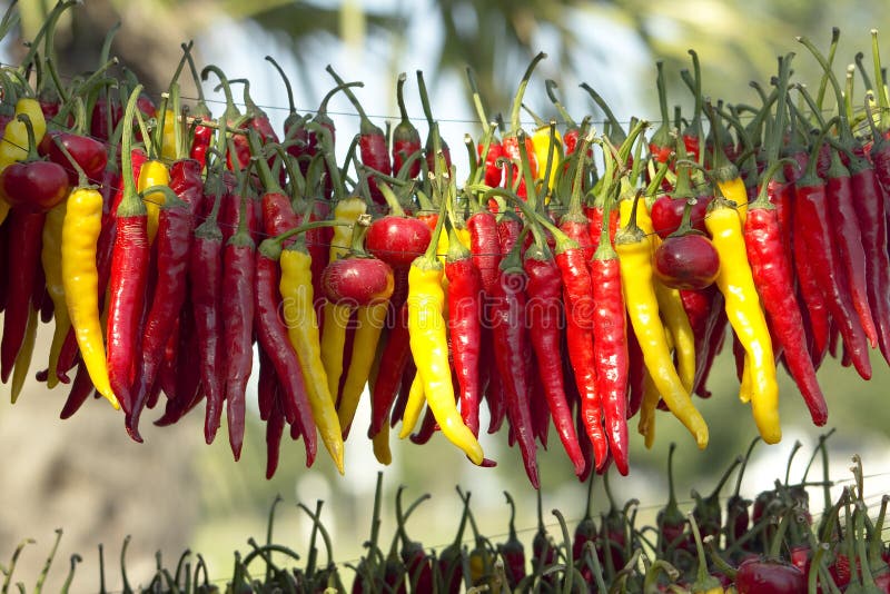 Pimenta imagem de stock. Imagem de jantar, fundo, planta - 15758527