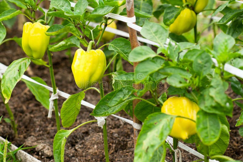 Pimenta doce imagem de stock. Imagem de arbusto, orgânico - 20865691