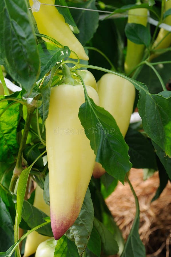 Pimenta doce longa foto de stock. Imagem de amarelo, vegetal - 25335724