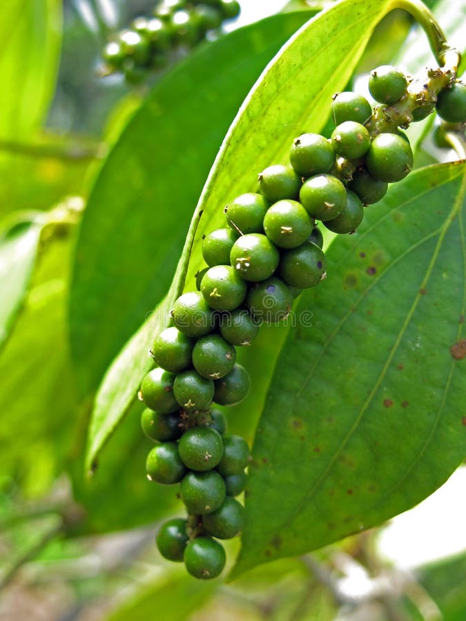 Pimenta preta imagem de stock. Imagem de nave, ervilha - 16827649