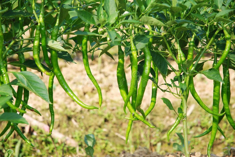 Pimenta verde foto de stock. Imagem de campo, fundo, fazendas - 28431724