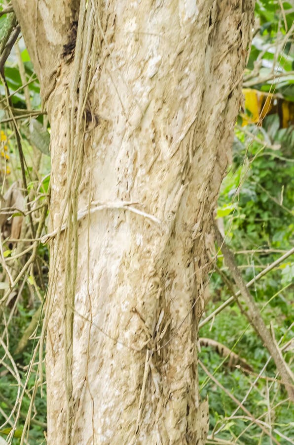 825 Allspice Tree Stock Photos - Free & Royalty-Free Stock Photos from ...