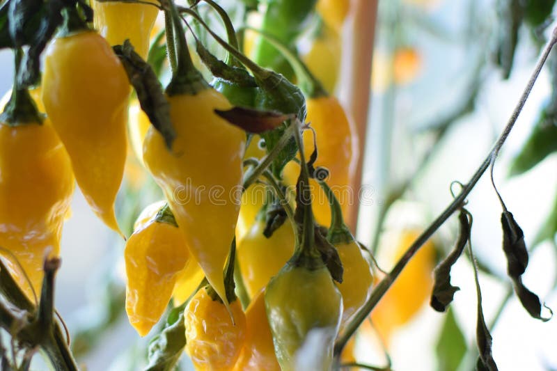 Arbre de piment le matin image stock. Image du poivron - 201953641