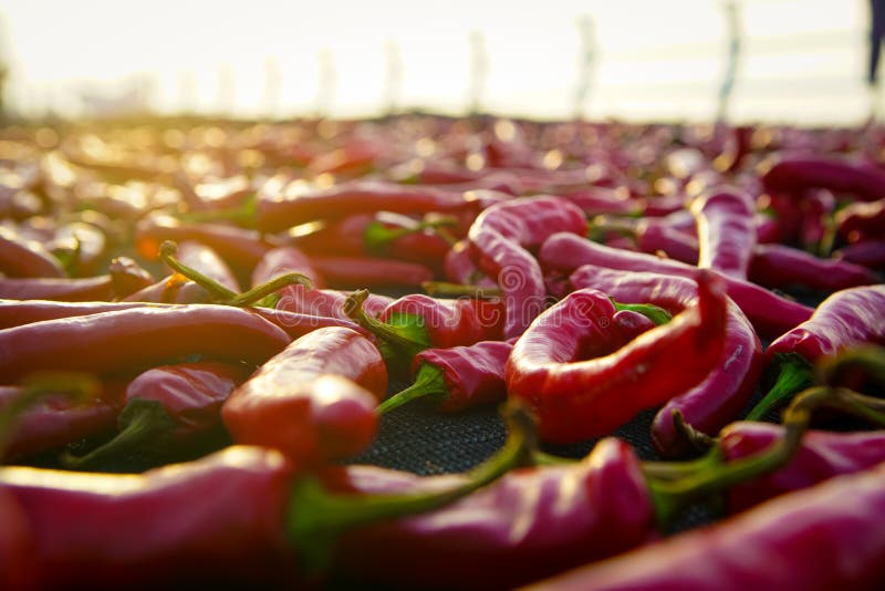 Piments rouges image stock. Image du soleil, ingrédients - 58620351