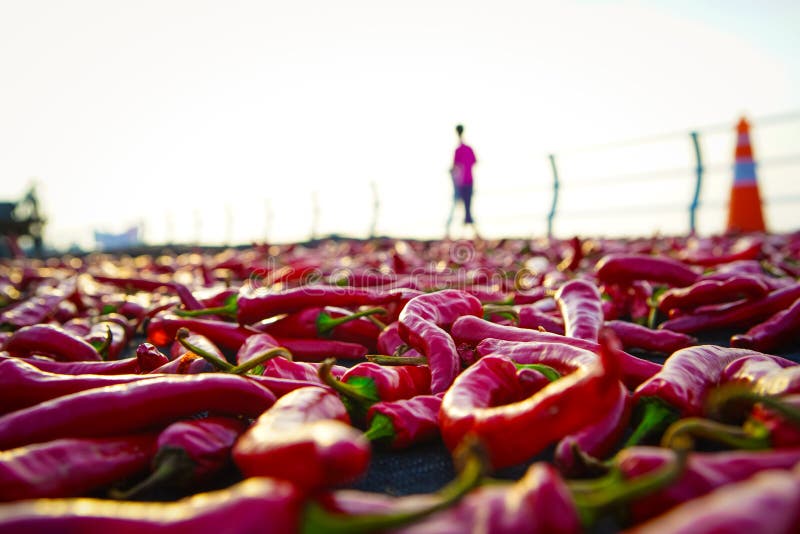 Piments rouges image stock. Image du préparation, épice - 58620395