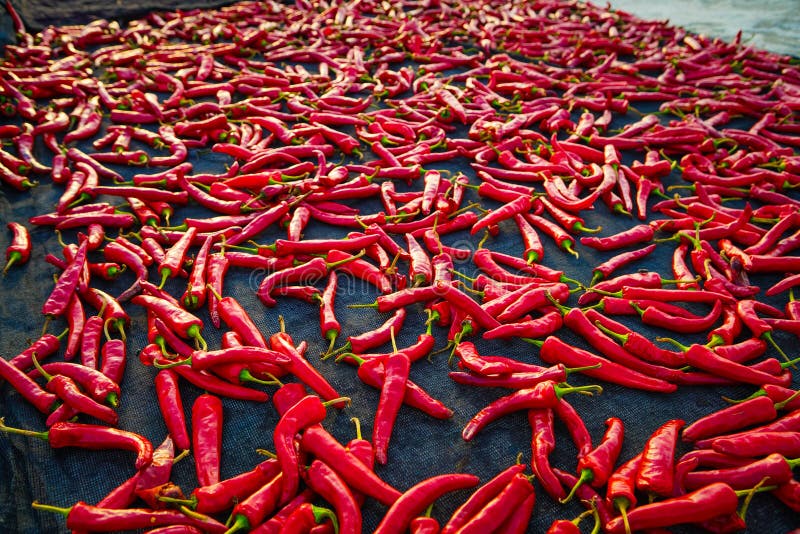 Piments rouges photo stock. Image du pâte, épice, asie - 58620472