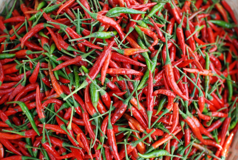 Piments rouges image stock. Image du épice, thailand - 64156939