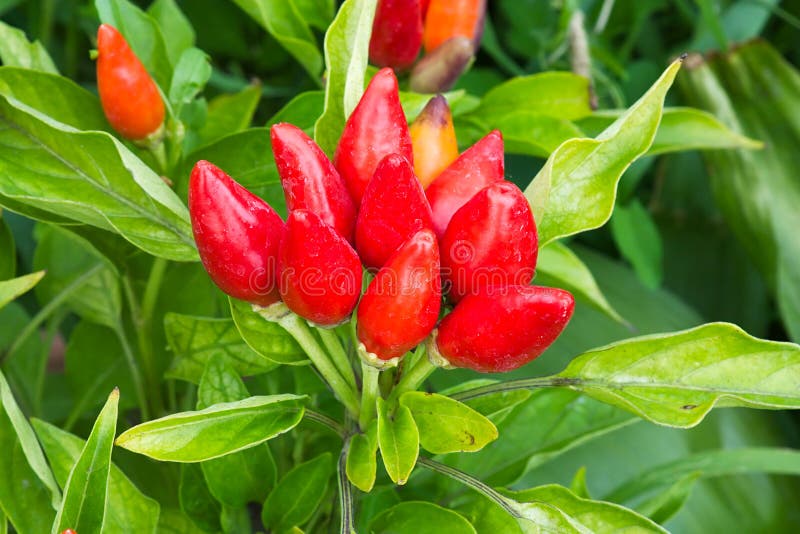 Guindilla imagen de archivo. Imagen de especia, pimenton - 15625979