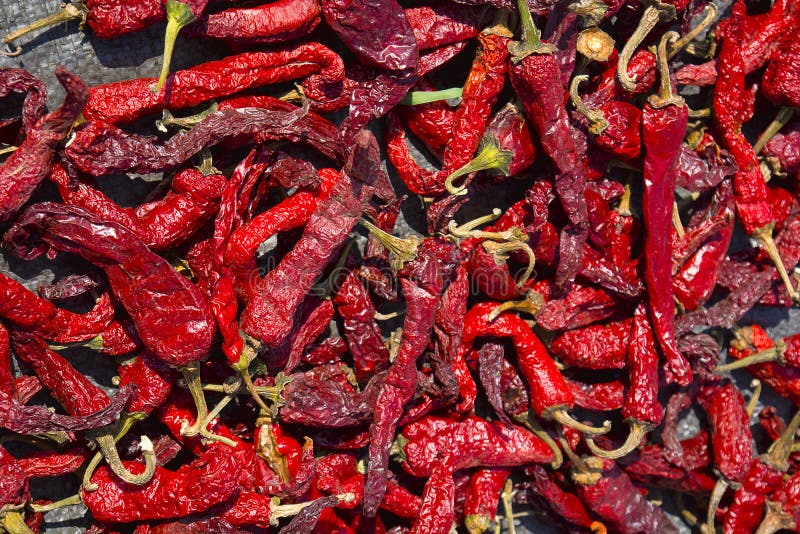 Pimienta De Chile De Byadgi, Karnataka Imagen de archivo - Imagen de ...