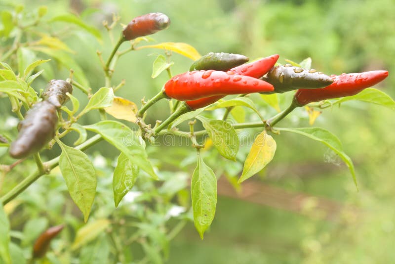 Pimienta de Guinea imagen de archivo. Imagen de verde - 26696597
