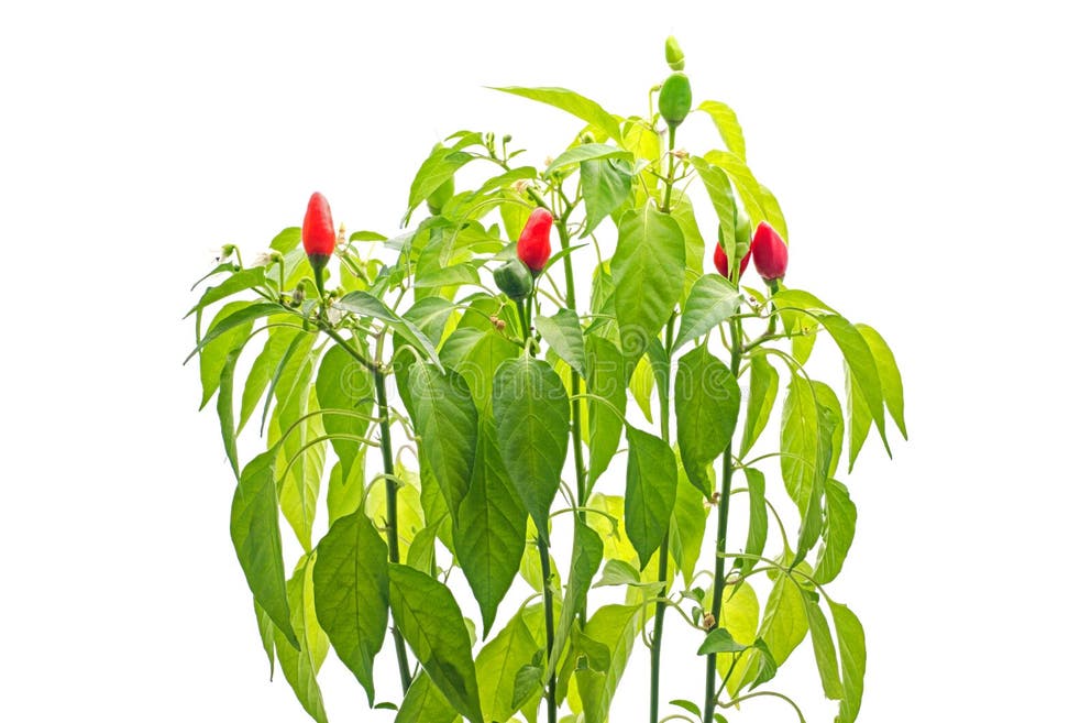 Pimienta roja en un pote imagen de archivo. Imagen de flor - 85023371