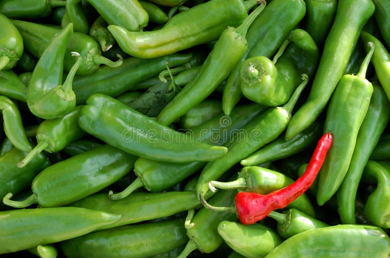 Pimientas Rojas Largas De Chile -- Pimiento Amando Annuum Foto de ...