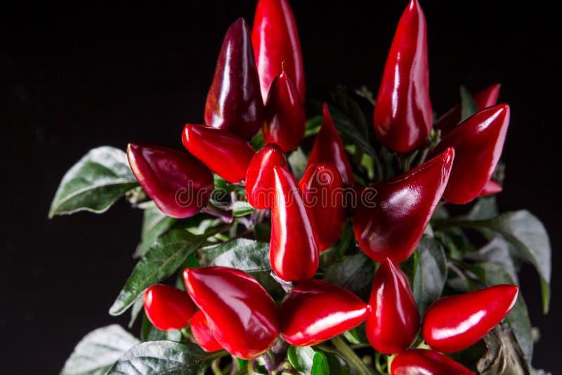 Pimiento de chile rojo foto de archivo. Imagen de hoja - 234399516