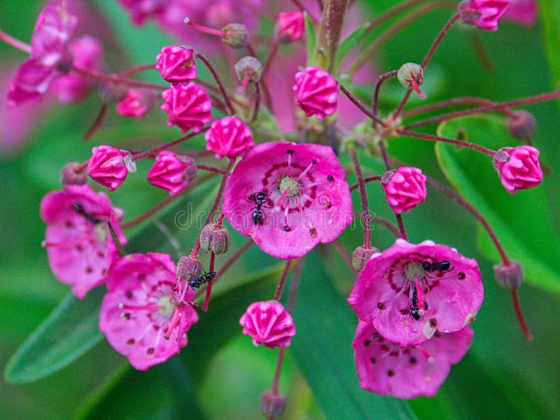 Pimk flowers and ants stock image. Image of people, botany - 267528485