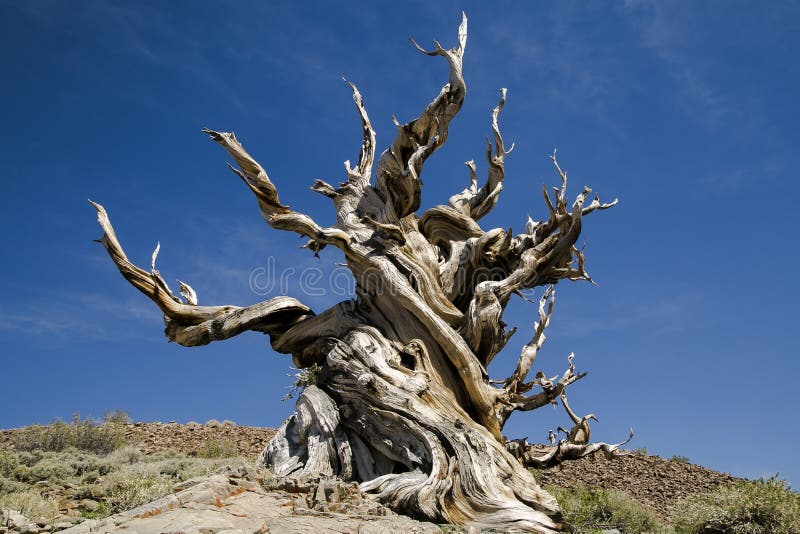 Pin Antique De Bristlecone, La Californie Image stock - Image du entre ...