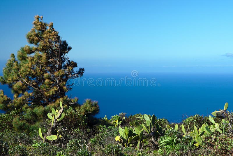 Pin sur le rivage image stock. Image du bleu, méditerranéen - 38202219