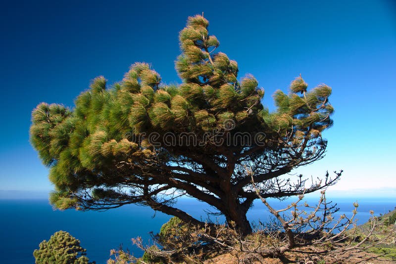 Pin sur le rivage image stock. Image du bleu, méditerranéen - 38202219