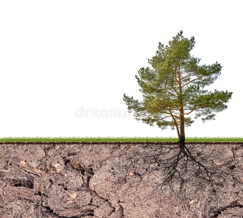 Pin Avec Racines Dans Le Sol, Isolé Sur Fond Blanc Image stock - Image ...