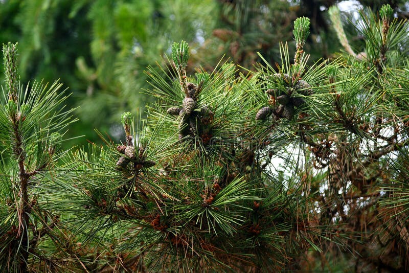 Pin Avec Le Pignon Sur L'arbre Photo stock - Image du cône, canada ...