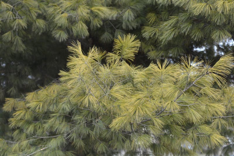 Pin blanc photo stock. Image du pointeau, nordique, lame - 211920026