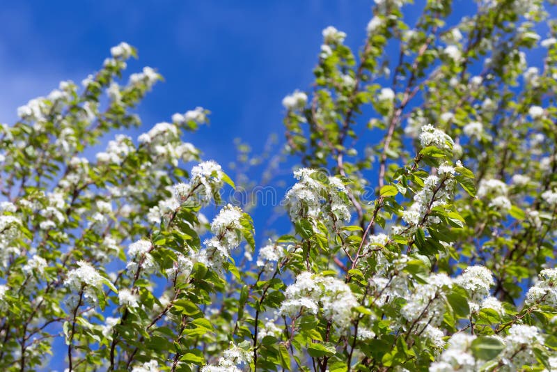Pin Cherry Tree imagen de archivo. Imagen de bosque, salvaje - 48901761