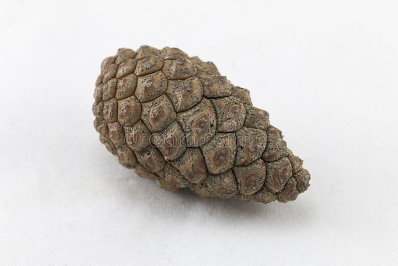 Pin cone stock photo. Image of ground, forest, lush, closeup - 83082706