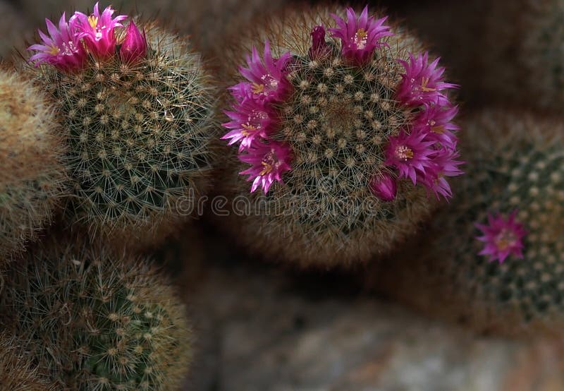 Pin Cushion Cactus in Bloom Stock Photo - Image of small, botany: 41931780