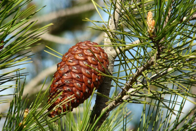 Pin d'Alep image stock. Image du conifére, extérieur - 44828631