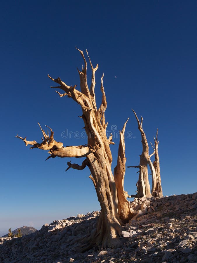 Pin de Bristlecone antique photo stock. Image du lune - 21659796