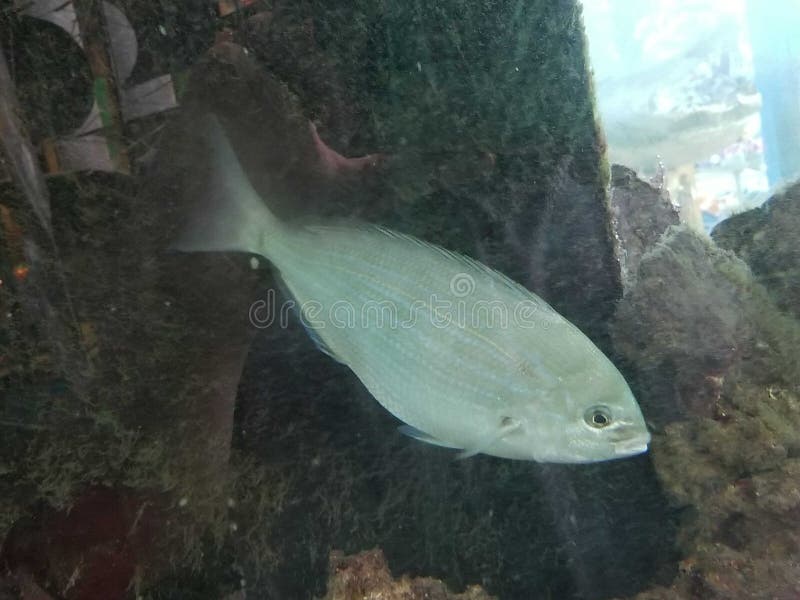 Pin fish in aquarium stock image. Image of teopical - 174491743