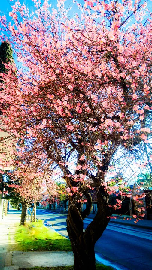 Pin flowers tree stock photo. Image of pink, natural - 95460250