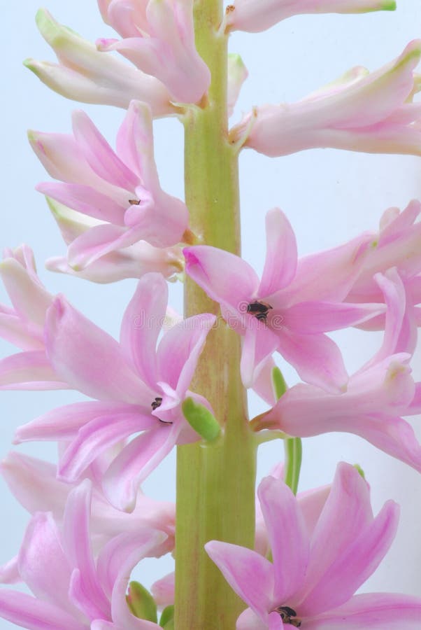 Pin hyacinth stock photo. Image of buds, symbol, hyacinth - 3951868
