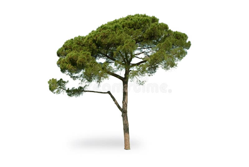 Pin maritime image stock. Image du fond, maritime, botanique - 89525483