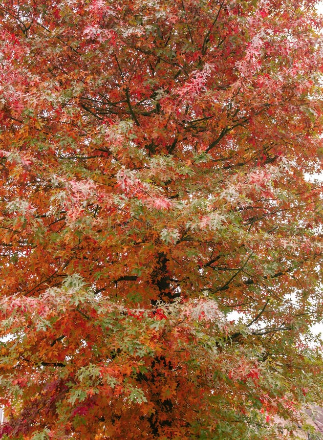 406 Pin Oak Tree Photos - Free & Royalty-Free Stock Photos from Dreamstime